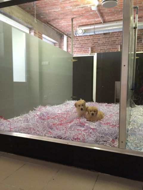 Pups en Zo