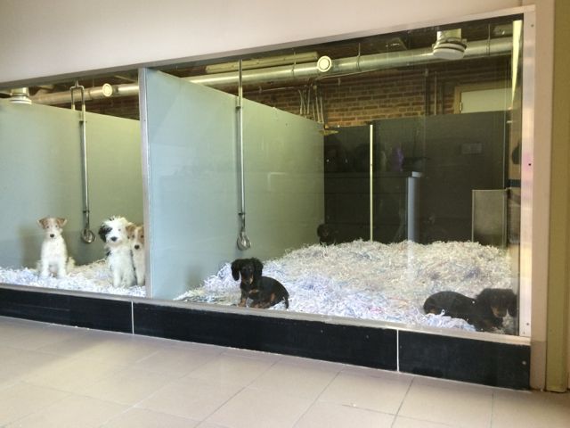 Pups en Zo